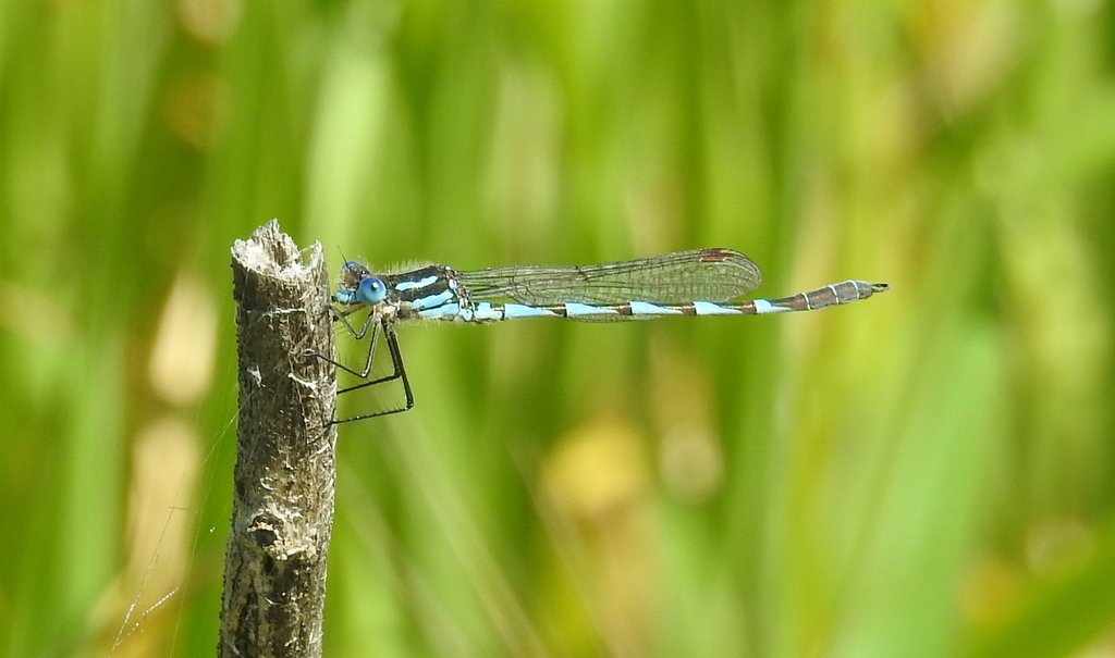 Blue Ringtail from Lake Wongan VIC 3373, Australia on October 30, 2019 ...