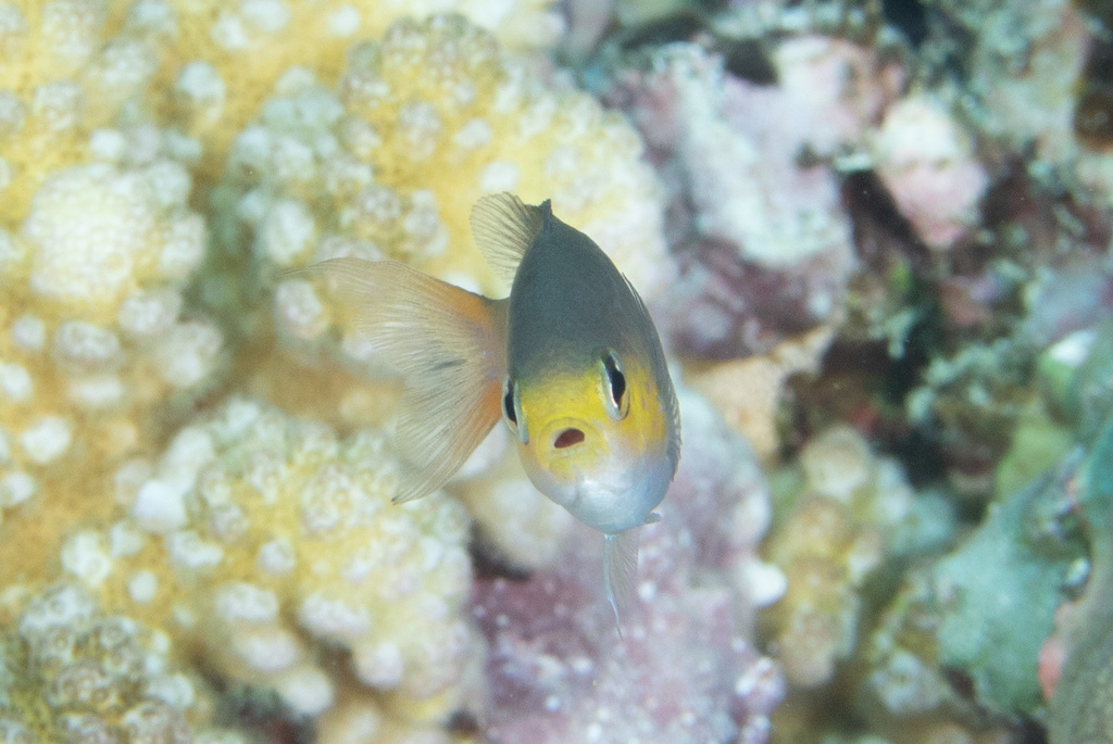 Midget Chromis (Pycnochromis acares) - Marine Life Identification