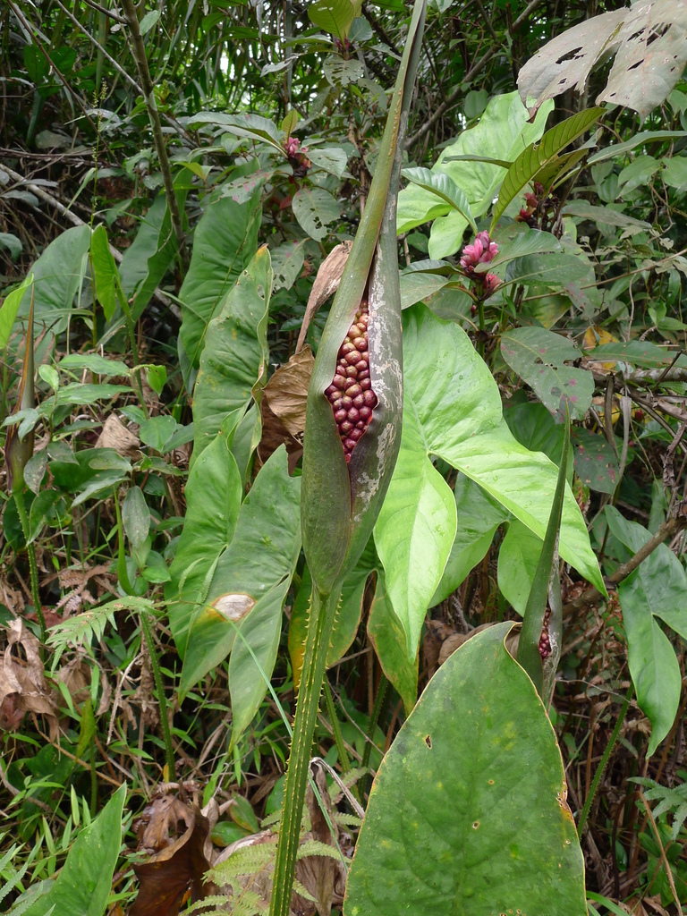 (Lasimorpha senegalensis) - Botanical Realm
