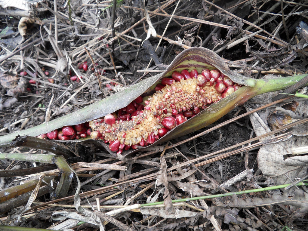 (Lasimorpha senegalensis) - Botanical Realm