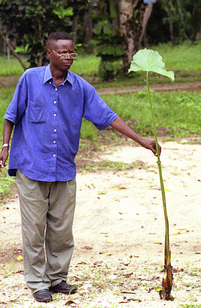 (Lasimorpha senegalensis) - Botanical Realm