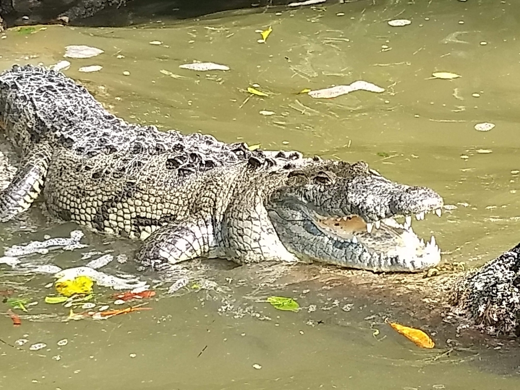 Morelet's Crocodile in October 2019 by Luis Vela · iNaturalist