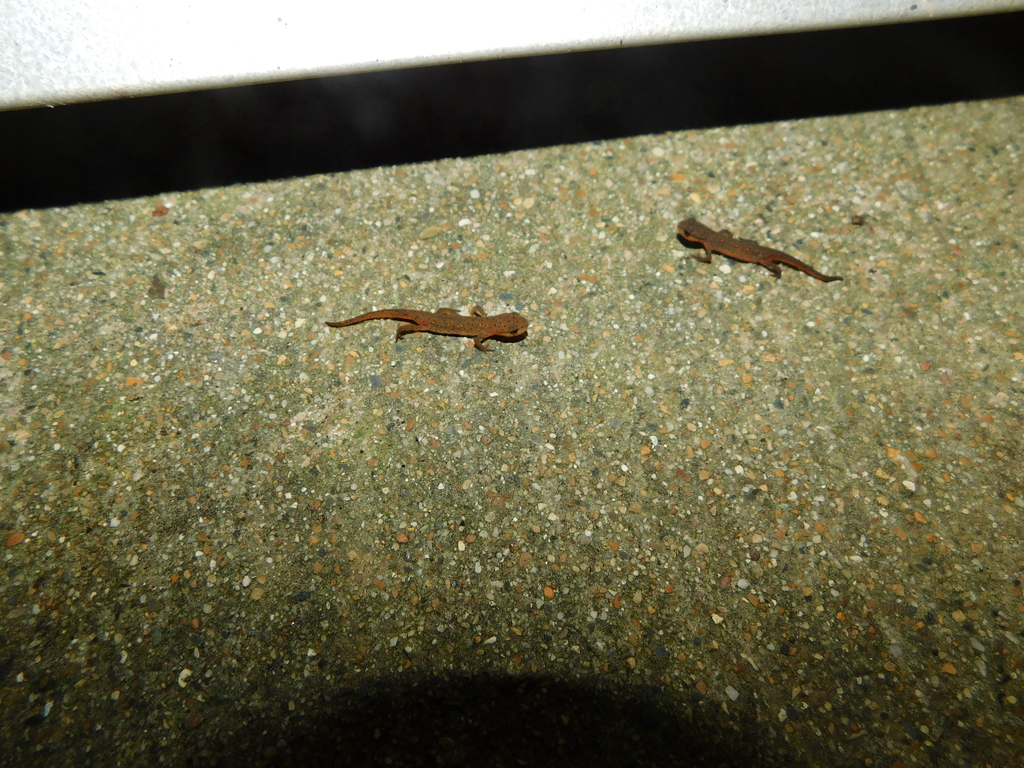 Eastern Newt from Morris County, TX, USA on October 19, 2019 at 08:53 ...