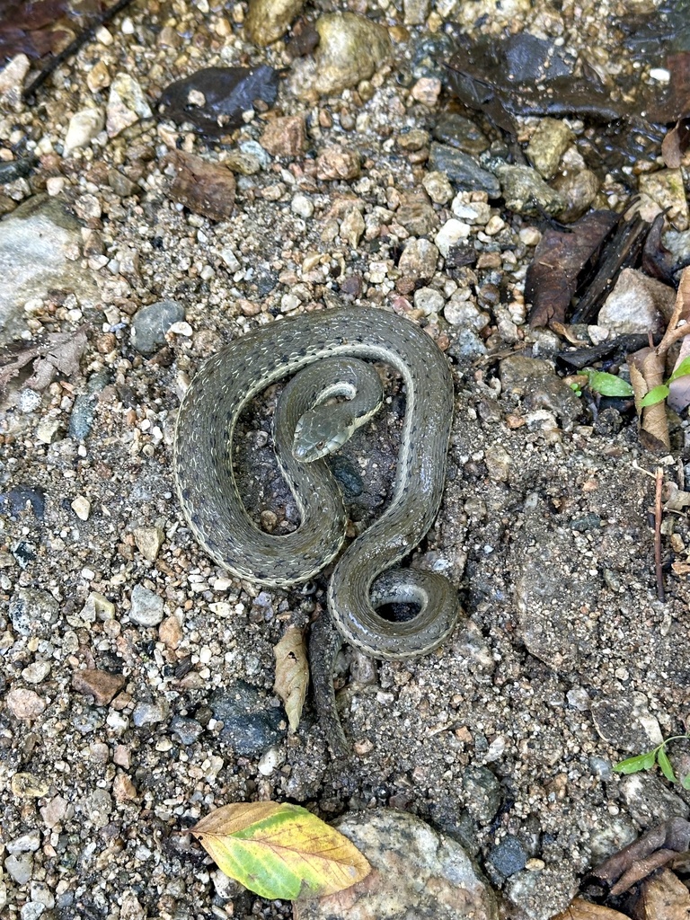 Two-striped Garter Snake in August 2025 by chihuahua_witness · iNaturalist