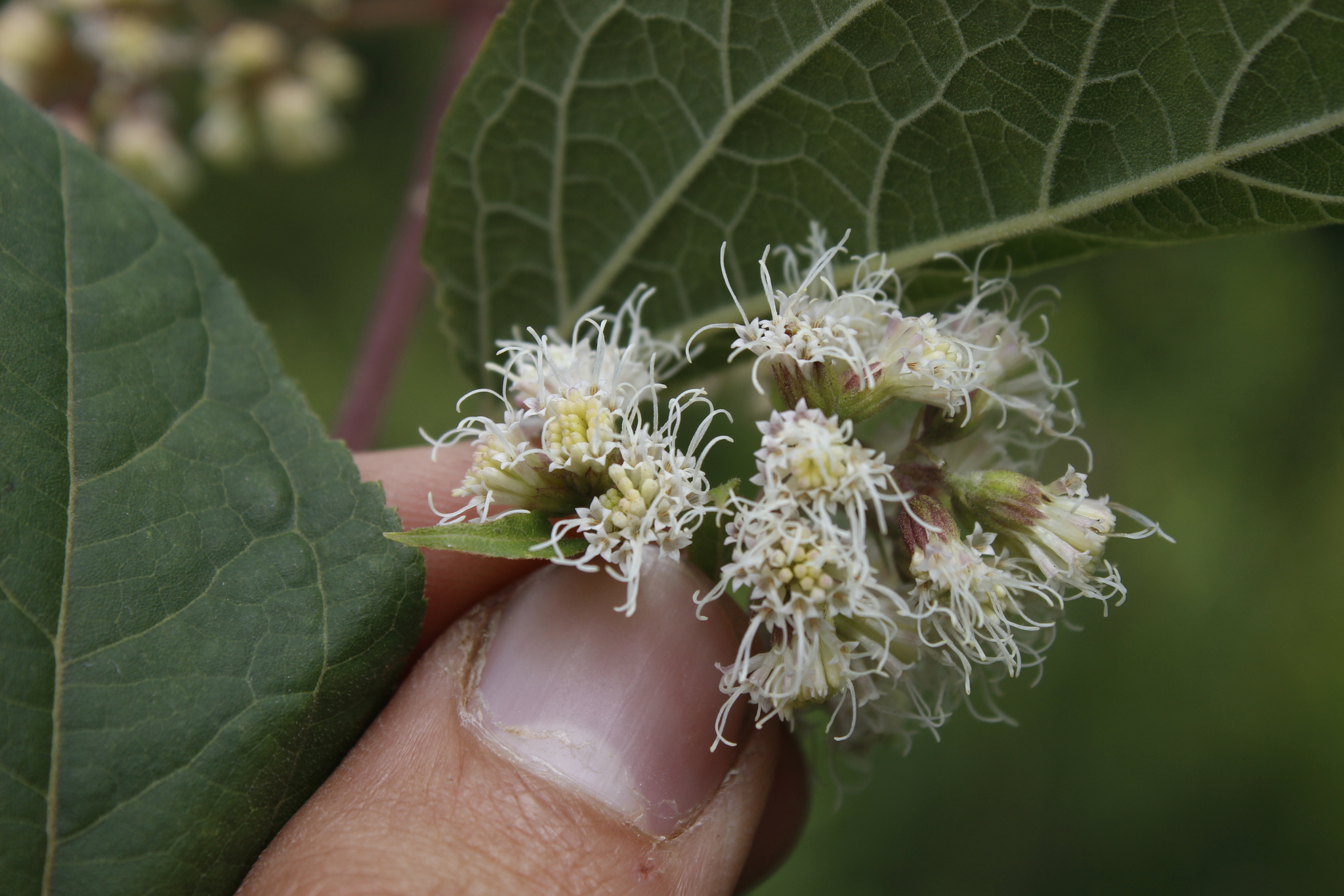 Ageratina areolaris (DC.) D.Gage ex B.L.Turner