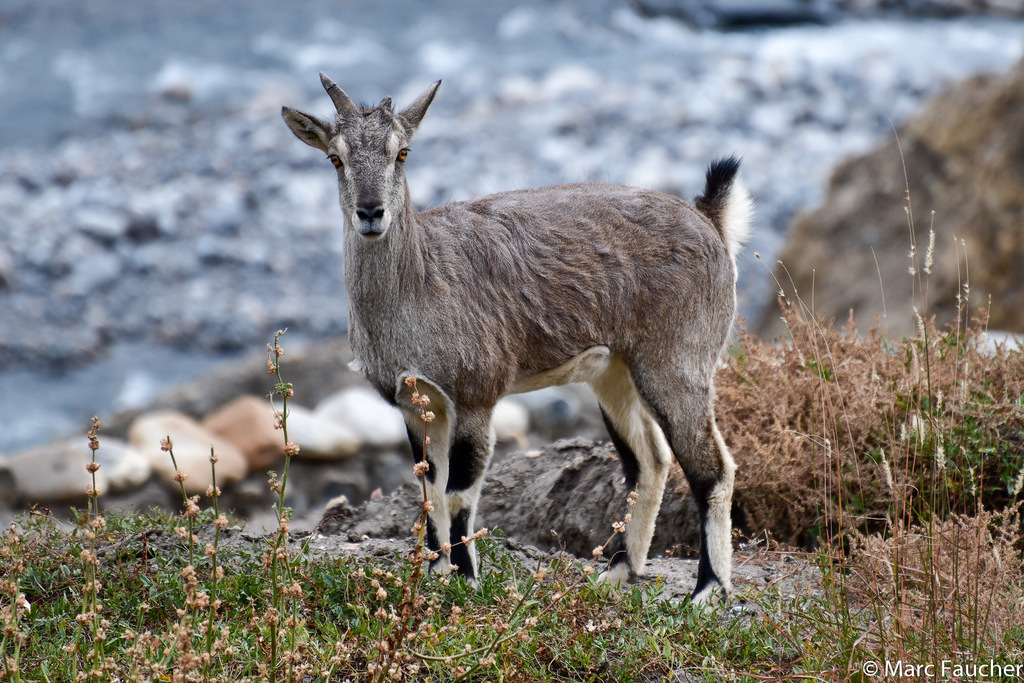 Bharal (Pseudois nayaur) - Know Your Mammals