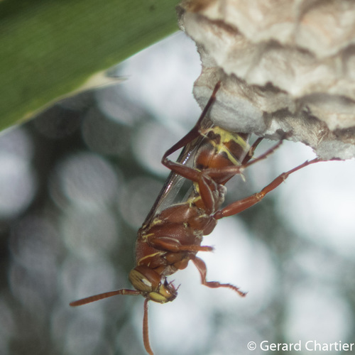 Taxon - Polistes stigma (Tropical Paper Wasp) - Gee Nature
