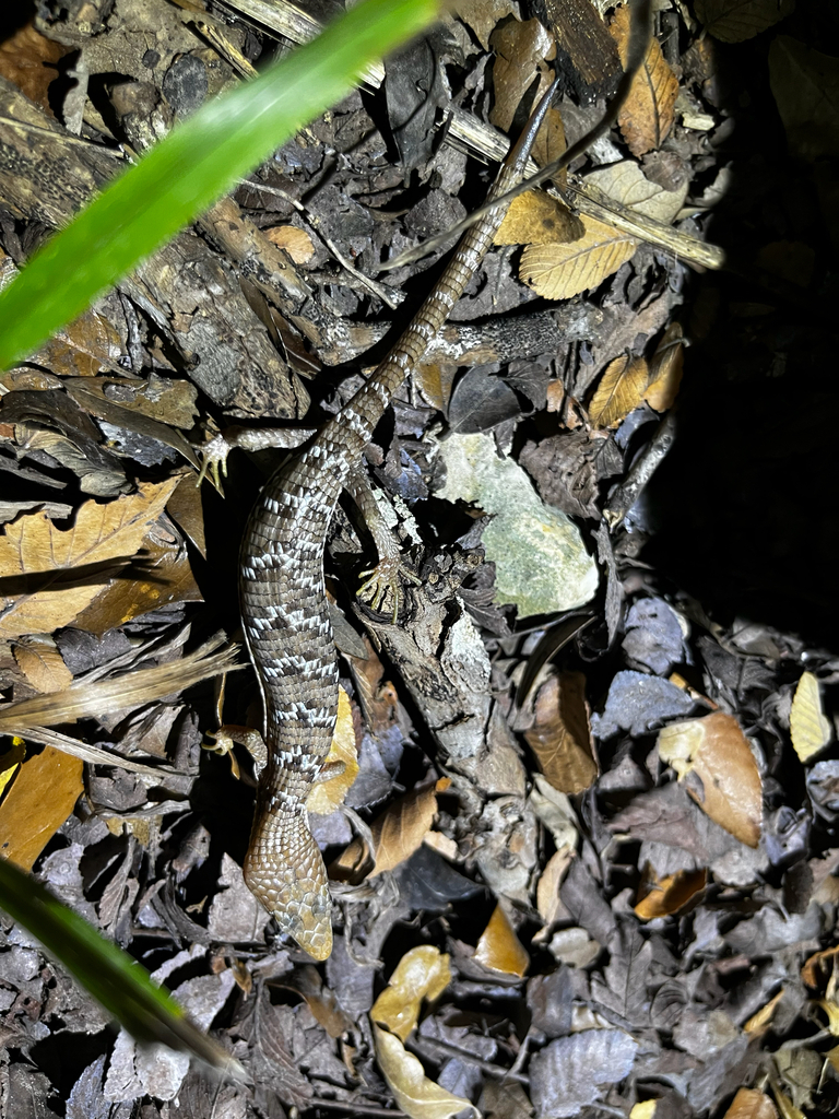 Texas Alligator Lizard in August 2025 by Santiago · iNaturalist