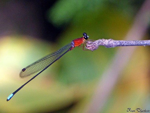 Genus Indosticta · iNaturalist