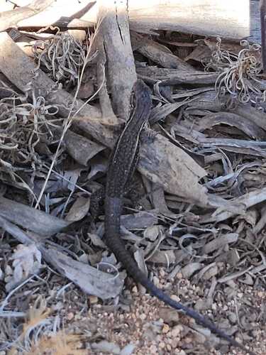 Dusky Smooth-throated Lizard (Liolaemus fuscus) - Snakes and Lizards