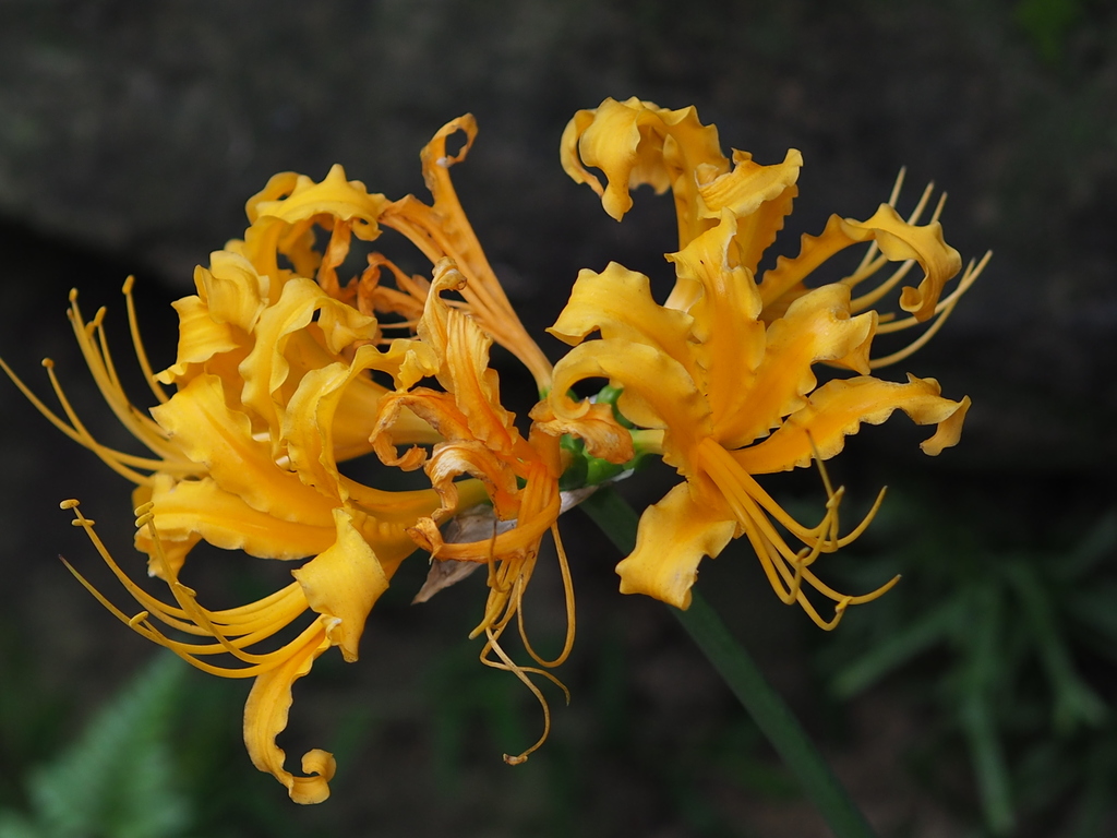 Golden Spider-lily (Lycoris aurea) - Botanical Realm