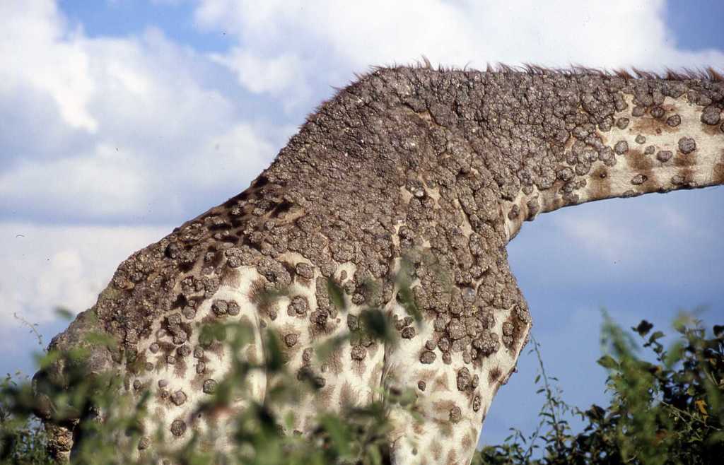 Giraffe Deltapap Virus from Chobe NP, Botswana on April 11, 2008 at 12: ...