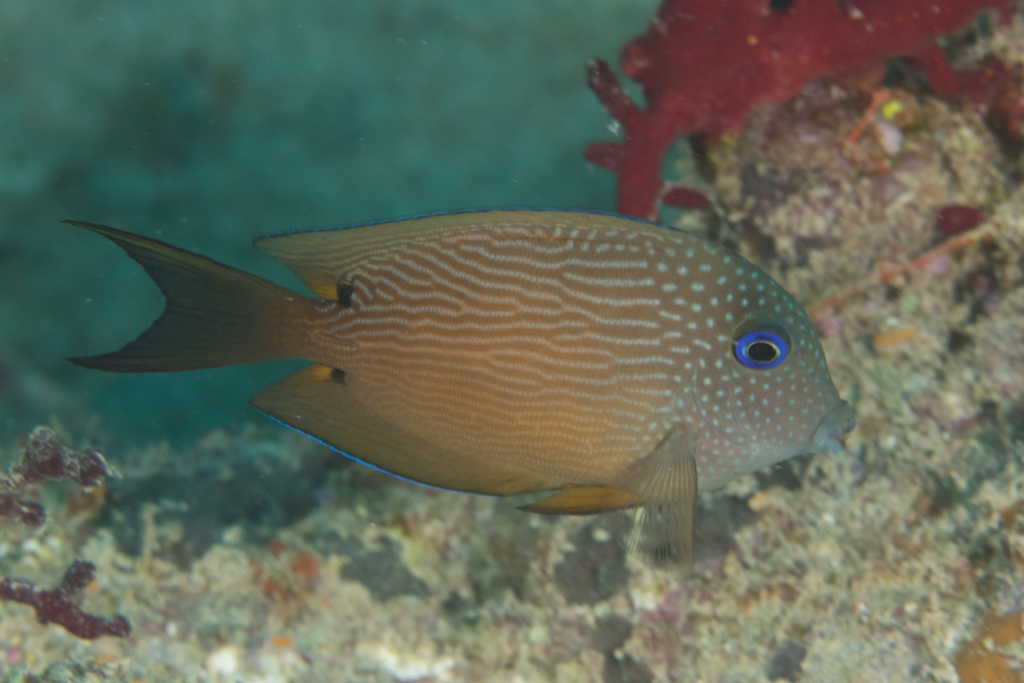 Bristletooth Tangs (Ctenochaetus) - Marine Life Identification