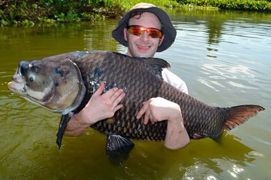 Giant Barb (Catlocarpio siamensis) - Marine Life Identification