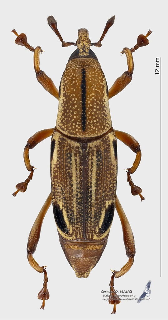 Sphenocorynes kosempoensis from Hengshan Township, Hsinchu County ...