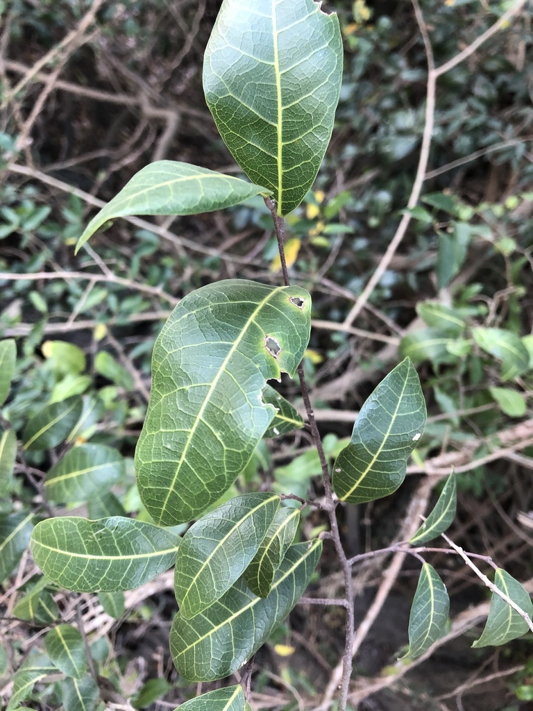 Burnie Vine from Rocklea, QLD, AU on October 31, 2019 at 05:33 PM by ...