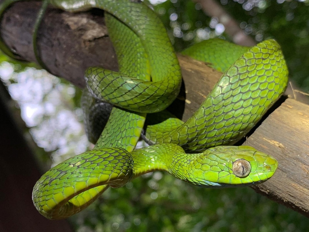 Green Cat Snake from Pulau Langkawi, Ulu Melaka, Kedah, MY on October ...