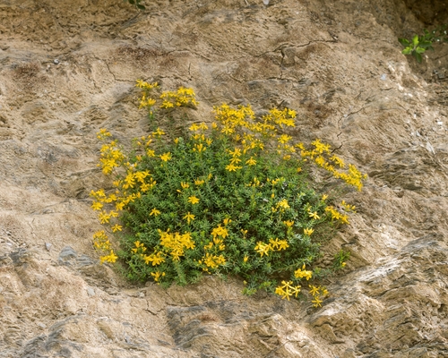 Subspecies Hypericum empetrifolium oliganthum · iNaturalist