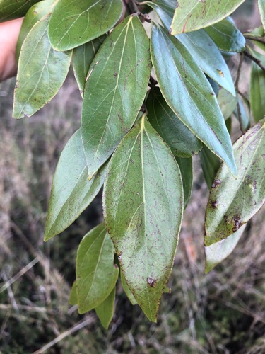 Brown Laurel (Cryptocarya triplinervis) · iNaturalist United Kingdom