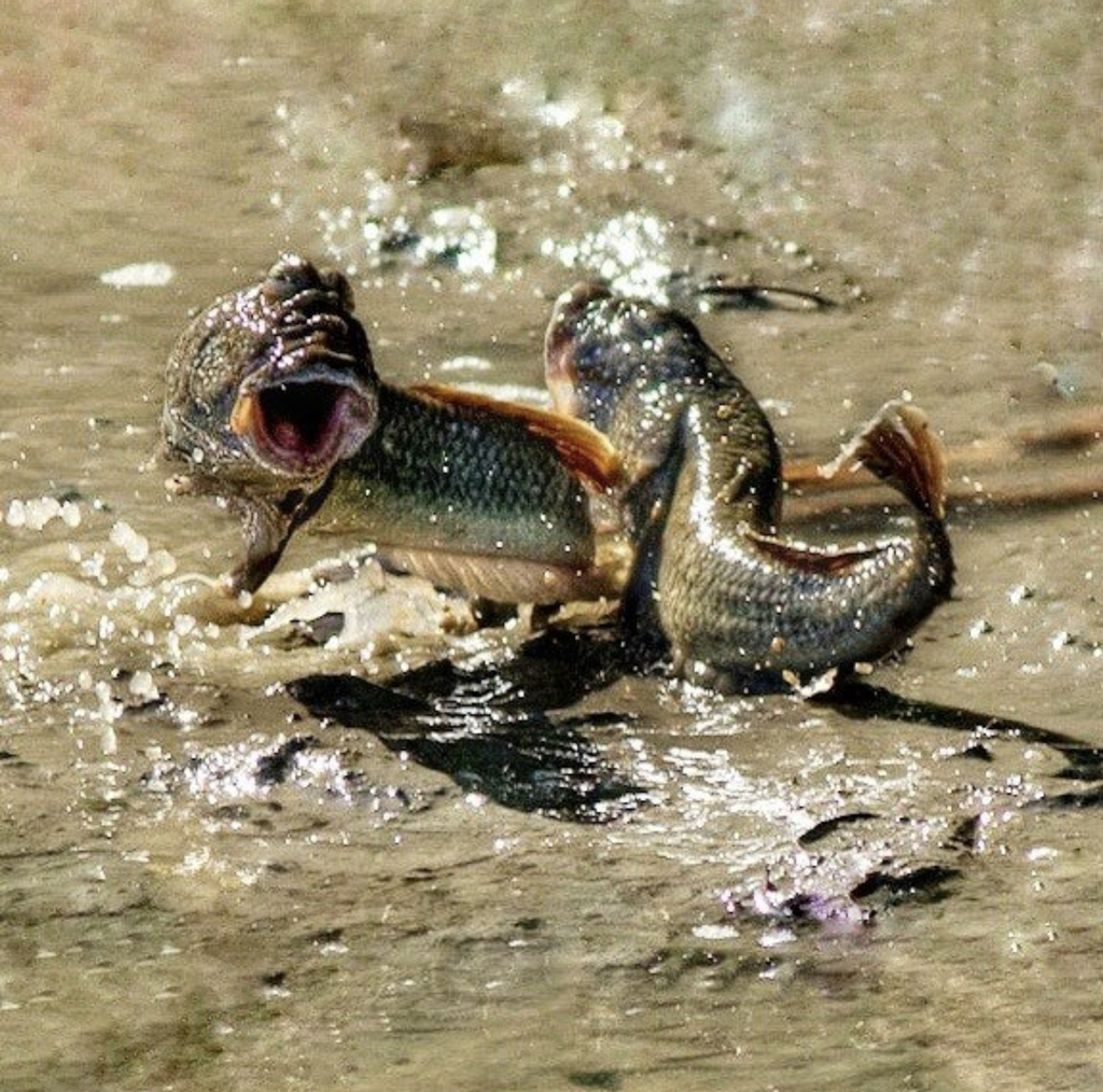 mudskippers and allies (Oxudercidae) - Marine Life Identification