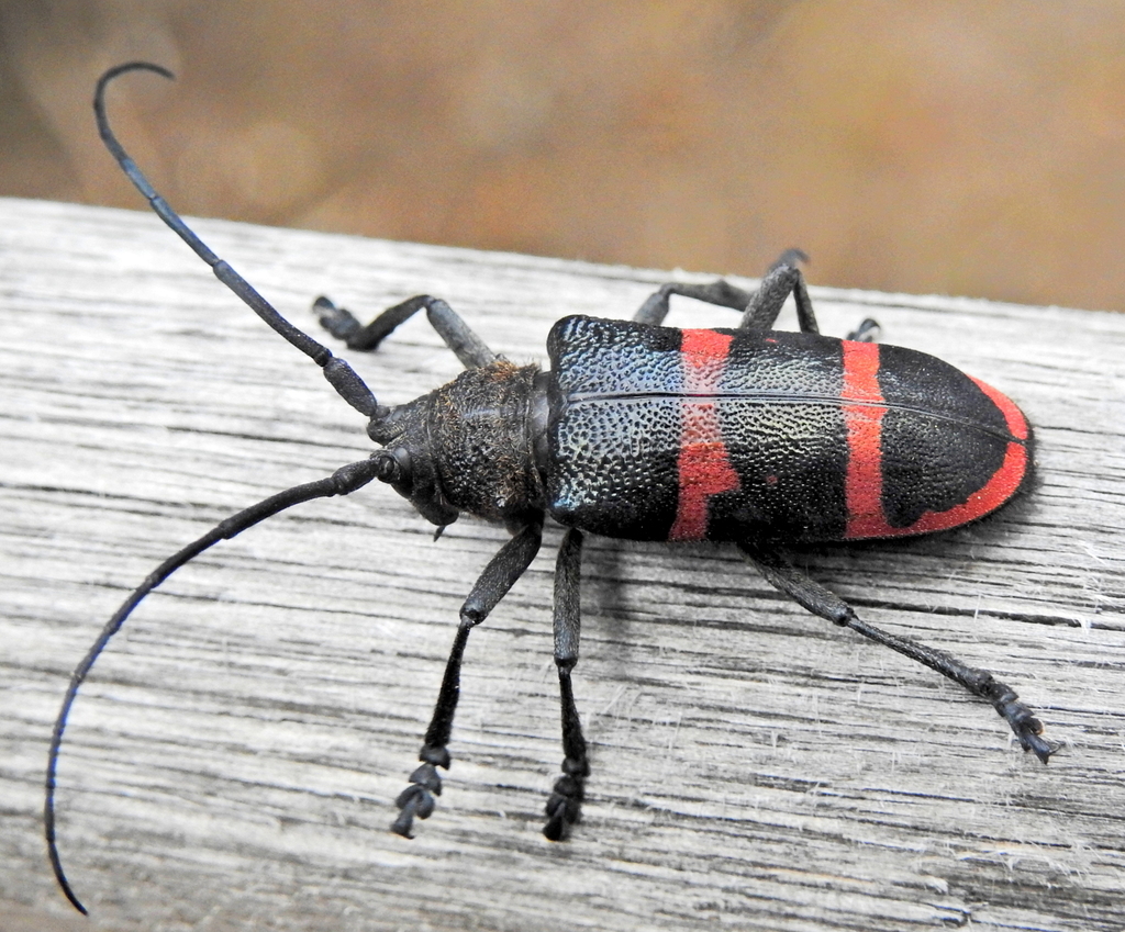 Ceroplesis sumptuosa (Longhorn beetles of southern Africa) · iNaturalist