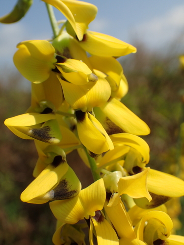 Crotalaria trichotoma · Naturalista Costa Rica