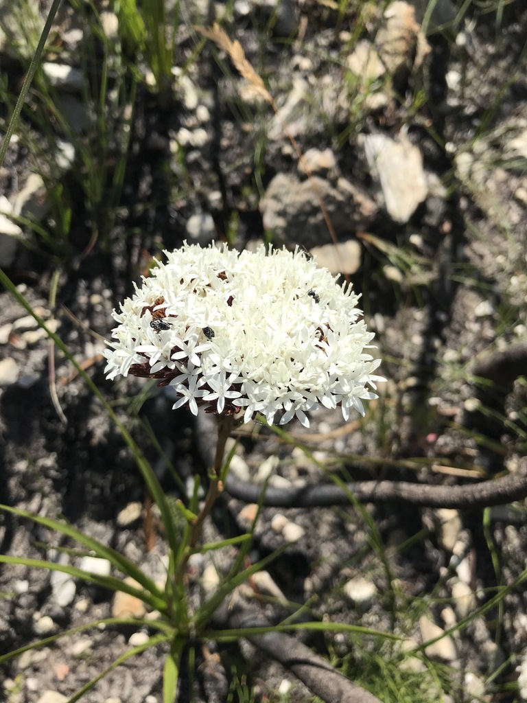 Corymbium cymosum (Plants of the Tygerberg Nature Reserve) · iNaturalist