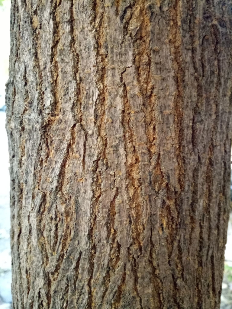 white mulberry (Morus alba) - Botanical Realm