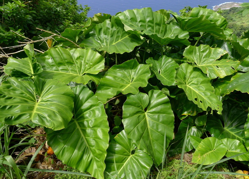Giant Elephant Ear (Native plants of Montserrat) · iNaturalist