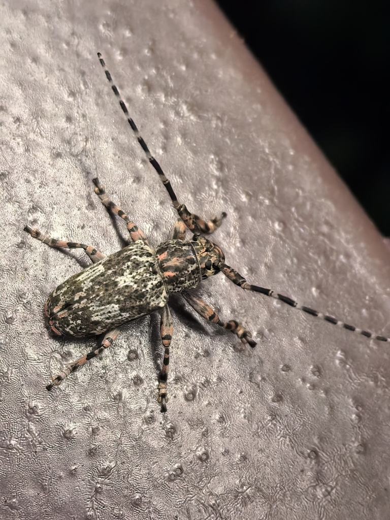 Coptops lichenea from Nanning, CN-GX, CN on August 17, 2025 at 09:23 PM ...