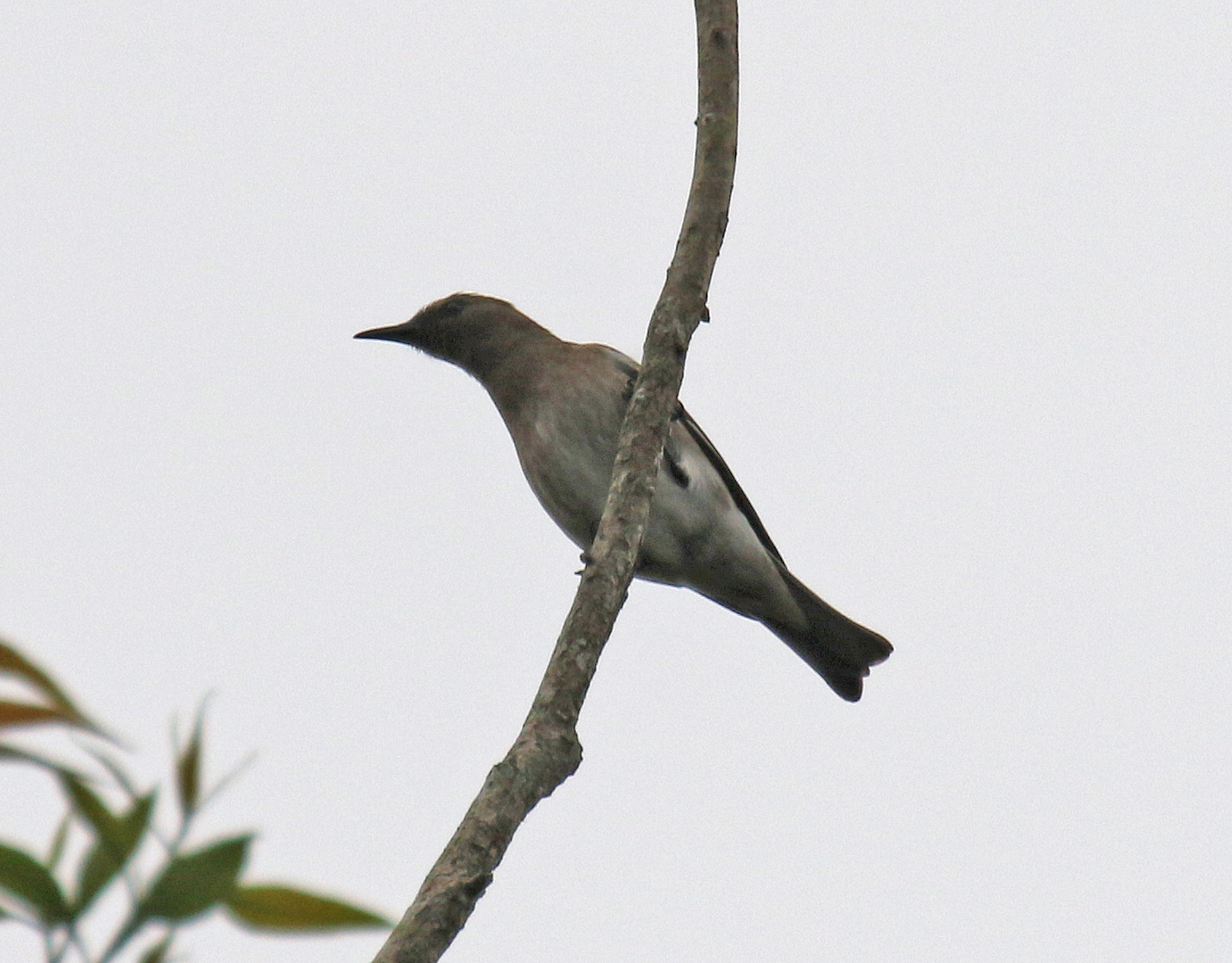 Hartlaubius auratus (Statius Muller, 1776)