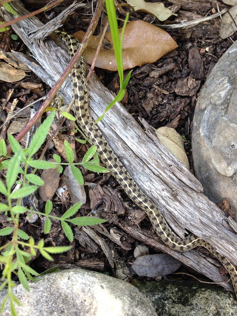 Checkered Garter Snake from 1021 9th, Blanco, TX, US on November 16 ...