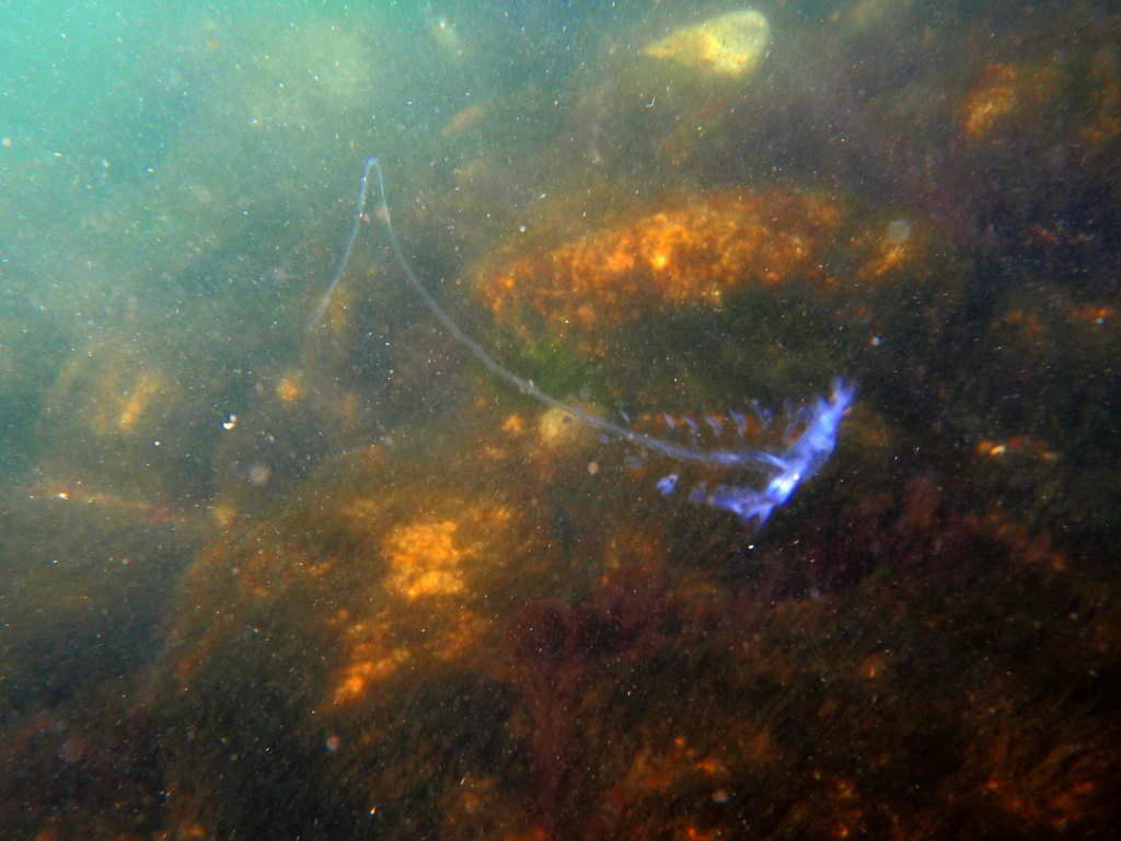 Tomopteris helgolandica from South Wolf Island on July 11, 2015 at 04: ...