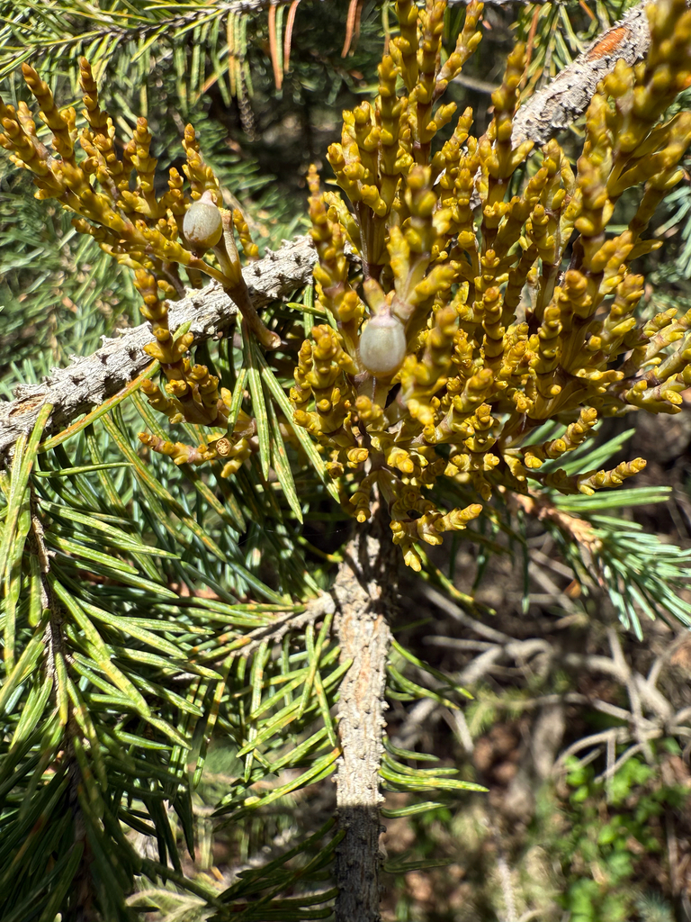 Arceuthobium microcarpum (Quick Reference for Mistletoes of New Mexico ...