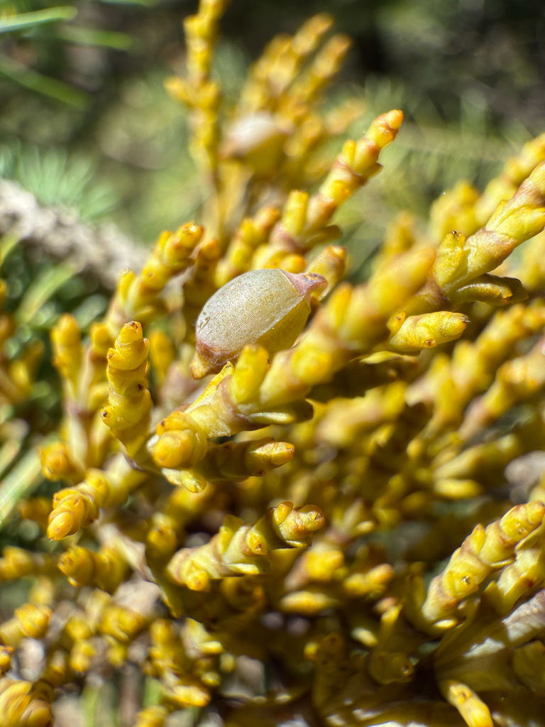 Arceuthobium microcarpum (Quick Reference for Mistletoes of New Mexico ...