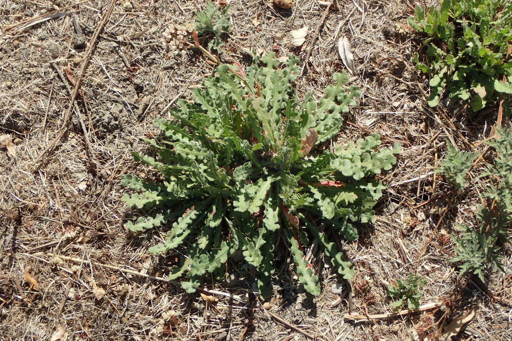 Blue statice from Orange, California, United States on October 31, 2019 ...