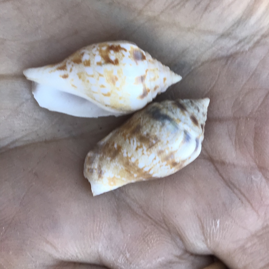 Spotted Stromb (Gastropods of the United States Pt.1) · iNaturalist