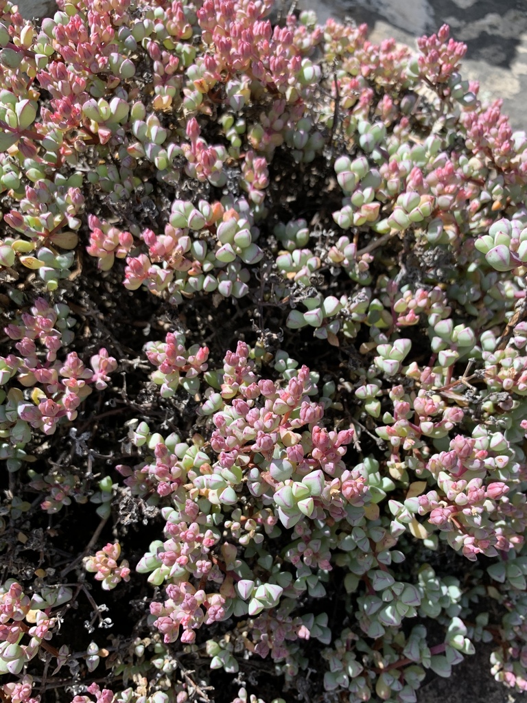 Oscularia piquetbergensis from WC, ZA on October 26, 2019 at 02:29 PM ...