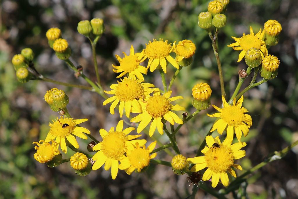 Senecio pterophorus (LIFE medCLIFFS) · iNaturalist
