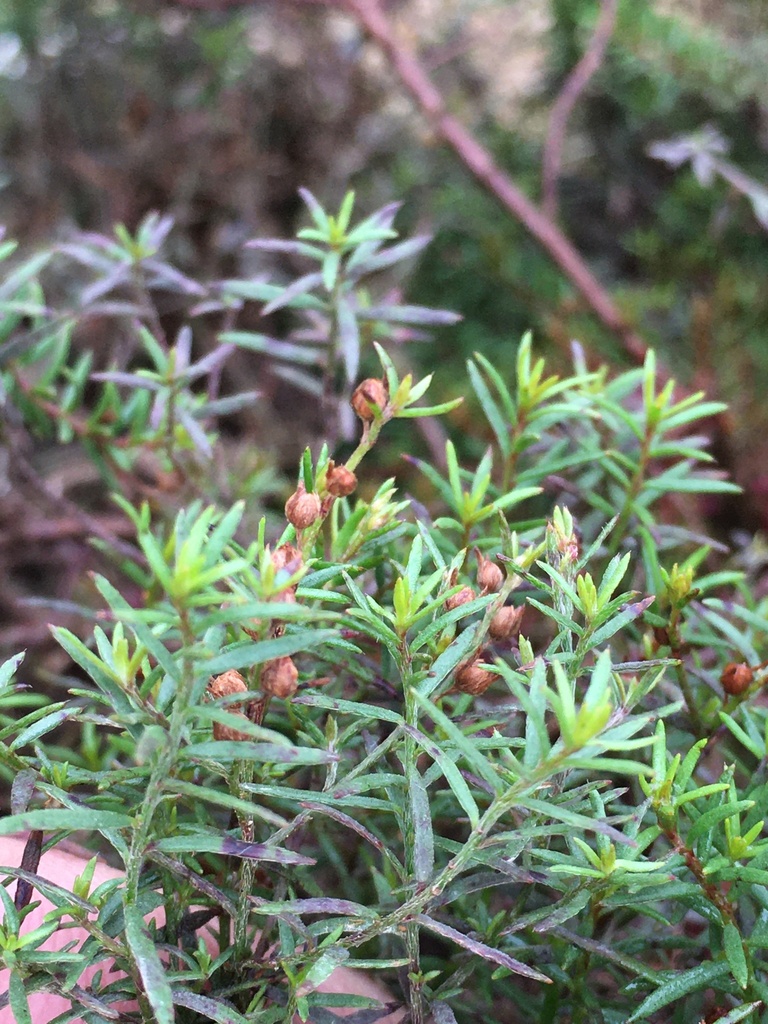 slender pinweed (Farmerville meadow) · iNaturalist