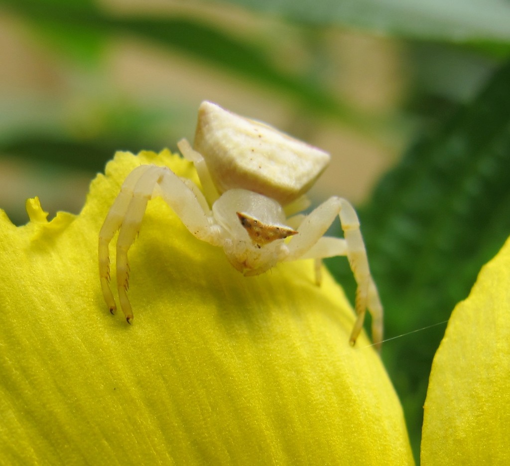 Masked Crab Spider (Spiders of Karnataka) · iNaturalist