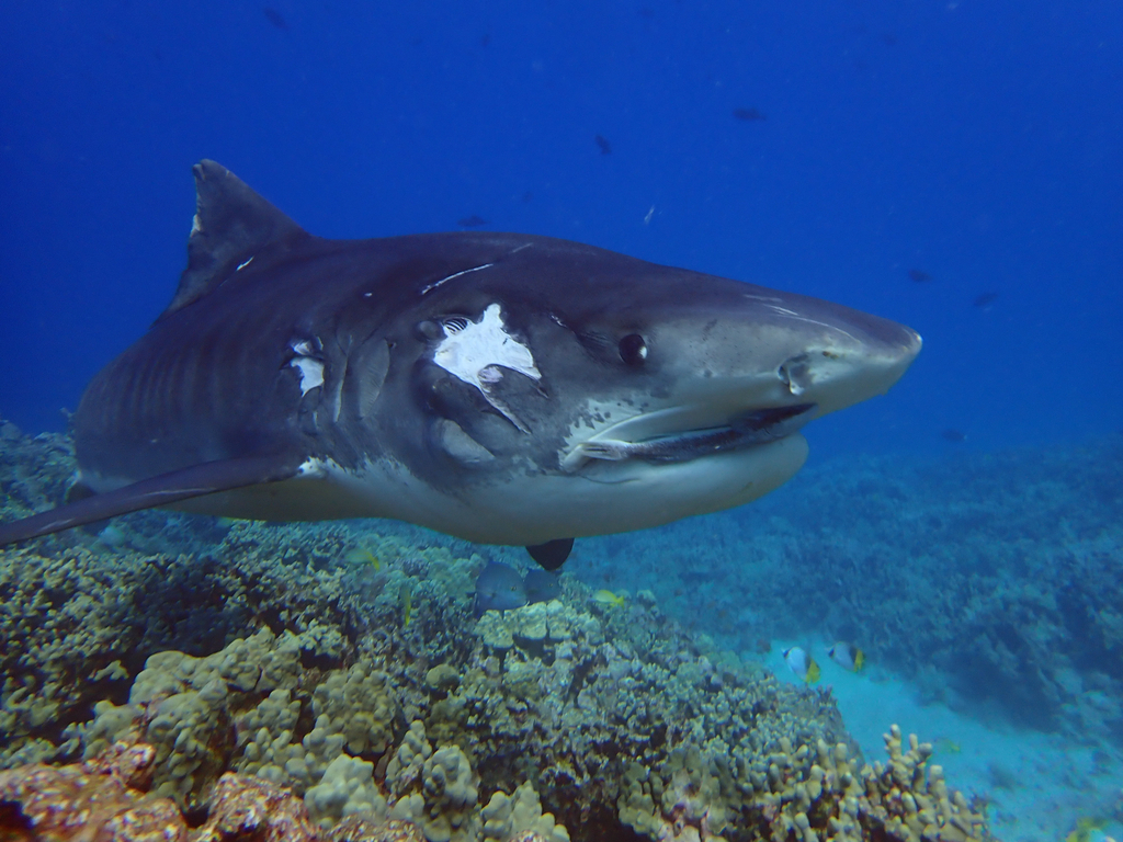 Tiger Shark in October 2023 by field-of-hay · iNaturalist