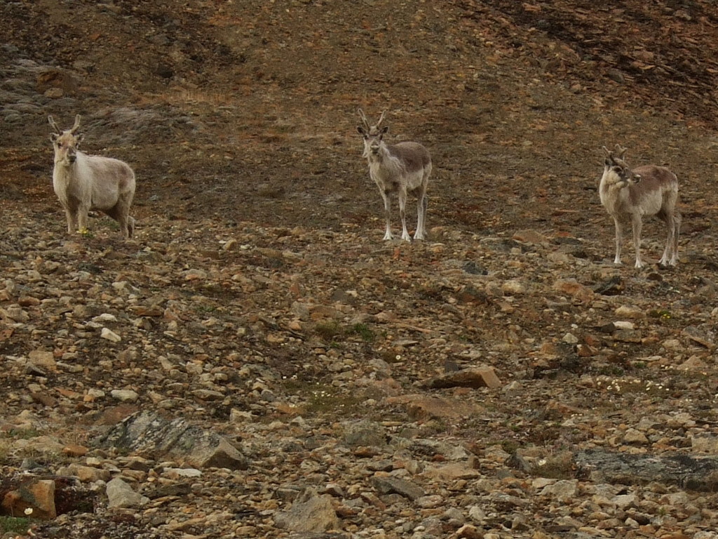 Peary Caribou (Rangifer tarandus pearyi) - Know Your Mammals