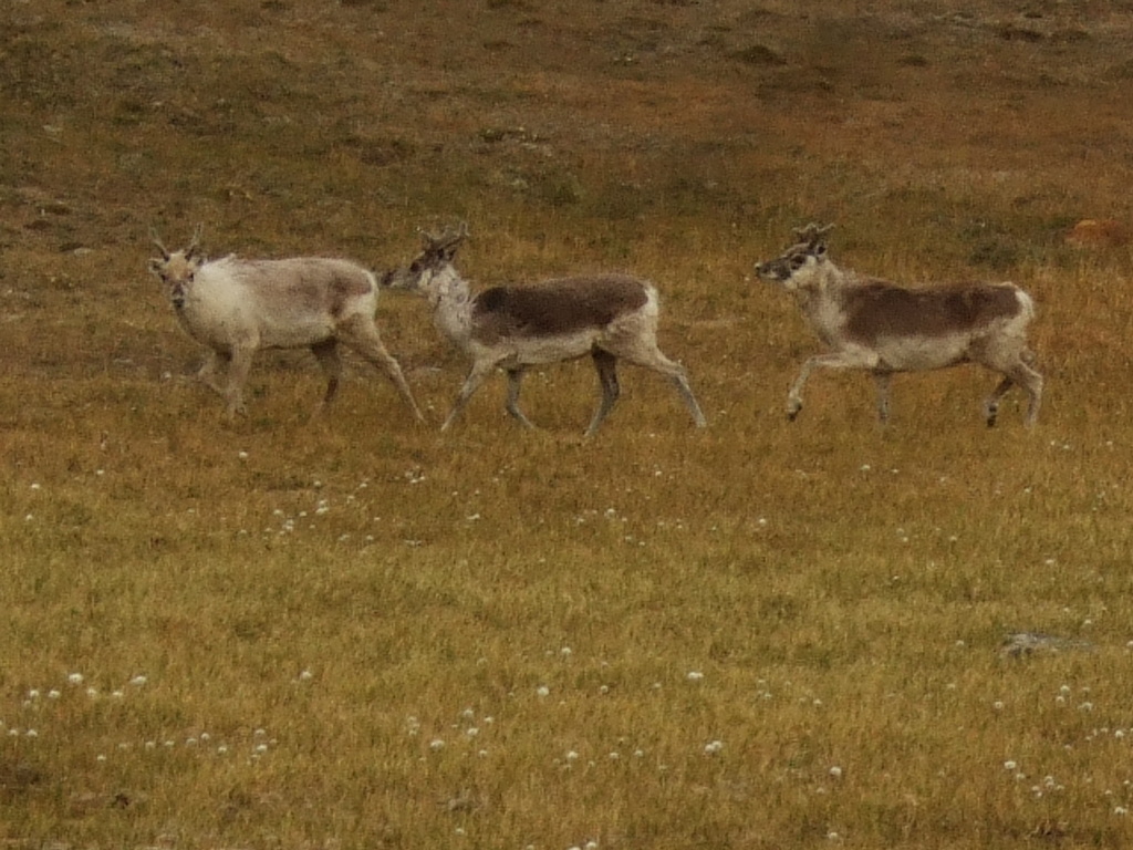 Peary Caribou (Rangifer tarandus pearyi) - Know Your Mammals