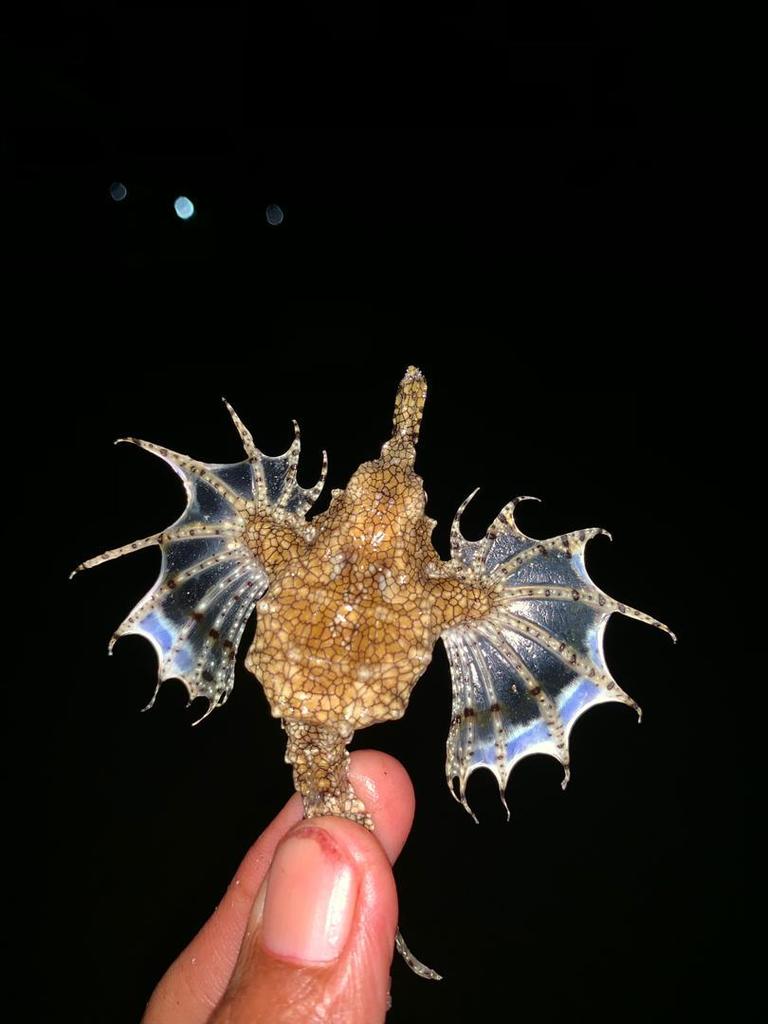 Dragon Seamoth in October 2019 by Jafet Potenzo Lopes · iNaturalist