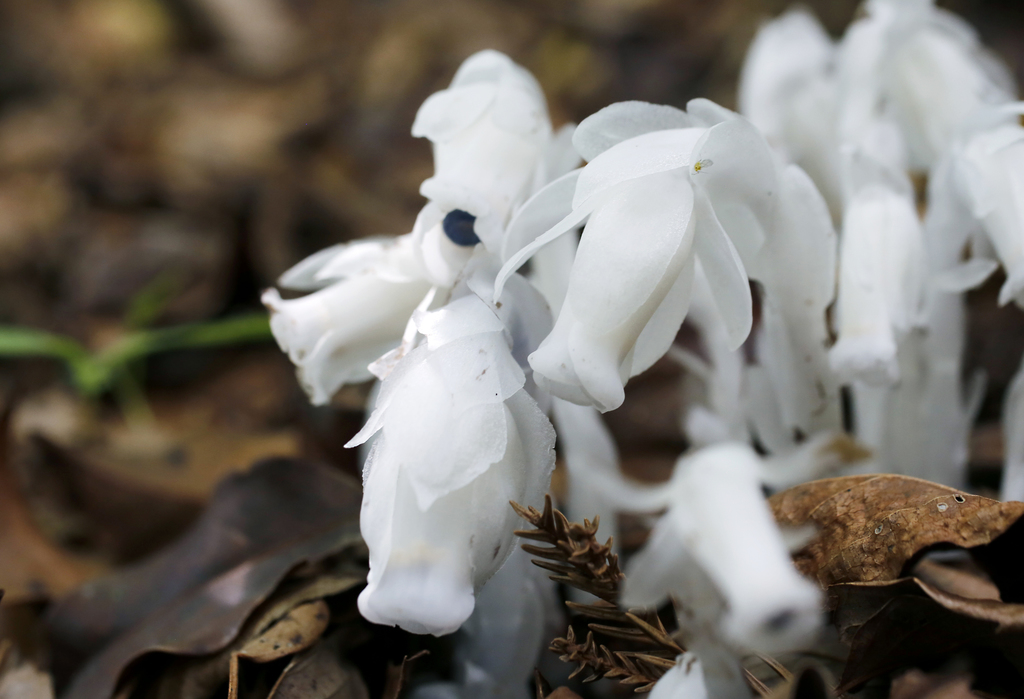 Monotropastrum humile in May 2019 by 空猫 T. N · iNaturalist