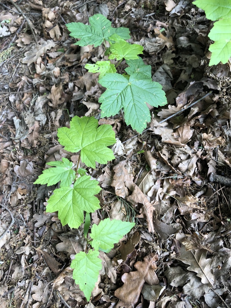 sycamore maple from Springston Cemetery on November 1, 2019 at 01:09 PM ...
