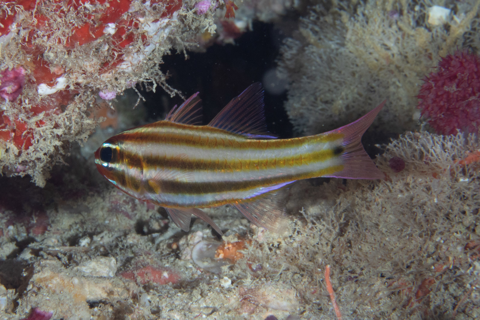 Ostorhinchus angustatus (Smith & Radcliffe, 1911)