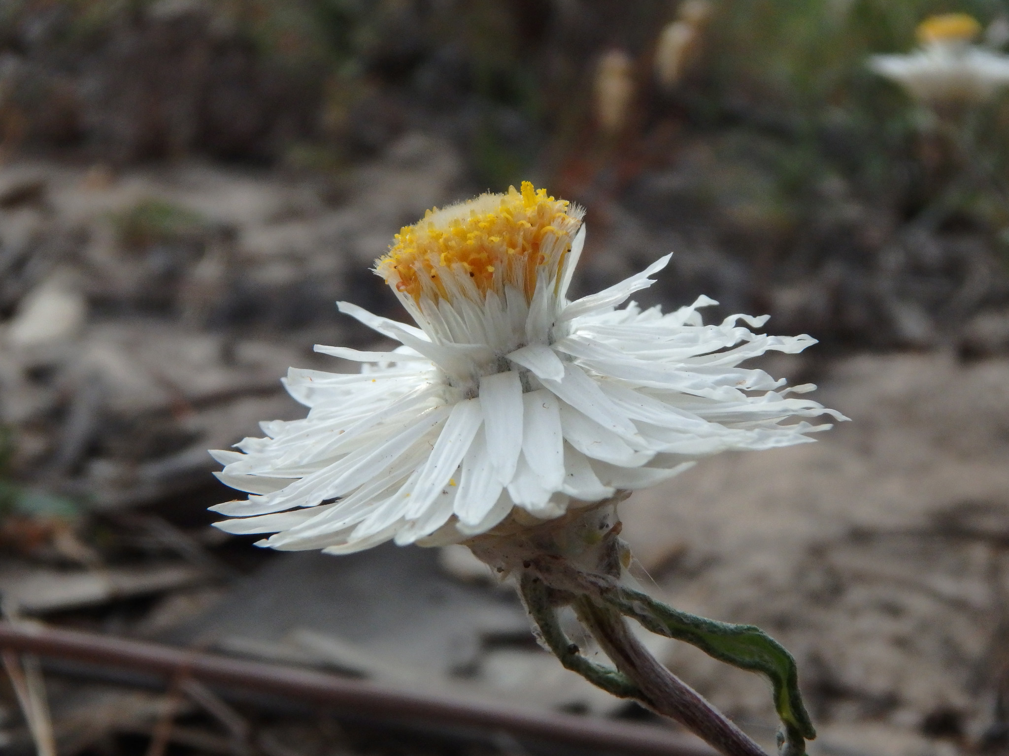 White Flower Asteraceae