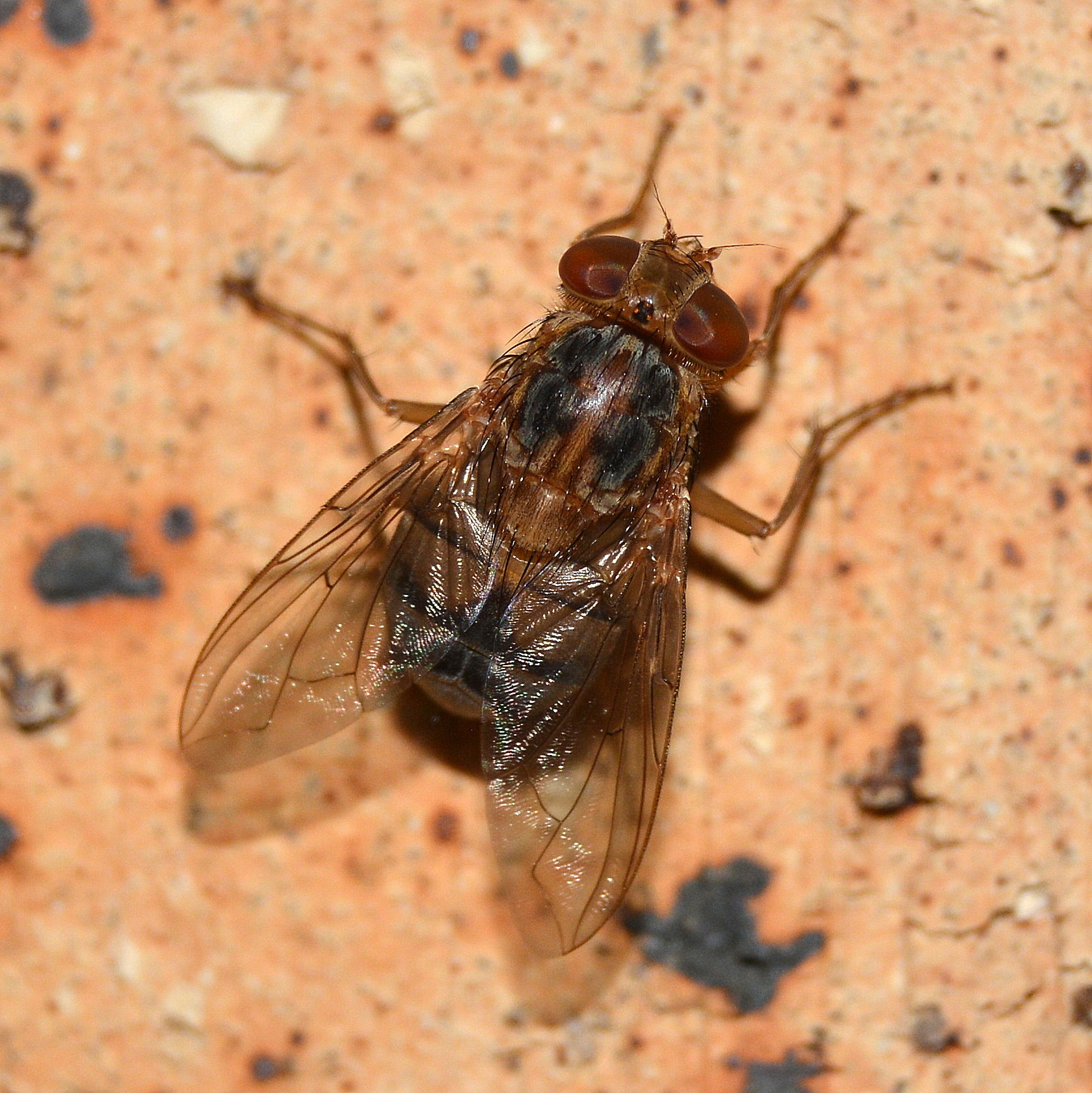 Skin Maggot fly Cordylobia anthropophaga iNaturalist